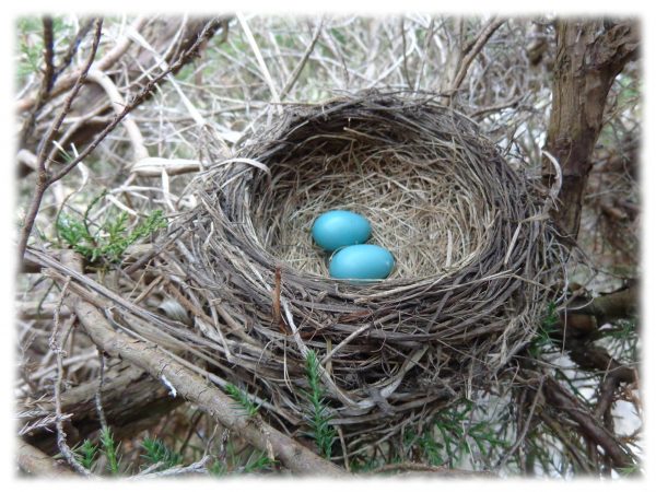 Wild Harvest: Sumac Season – Amy Lavender Harris